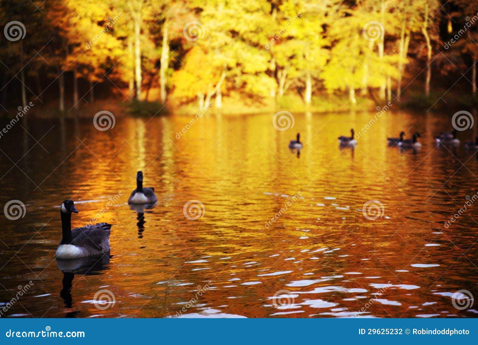 Geese Swimming Down a River in Autumn, Brown and G Stock Photo - Image ...
