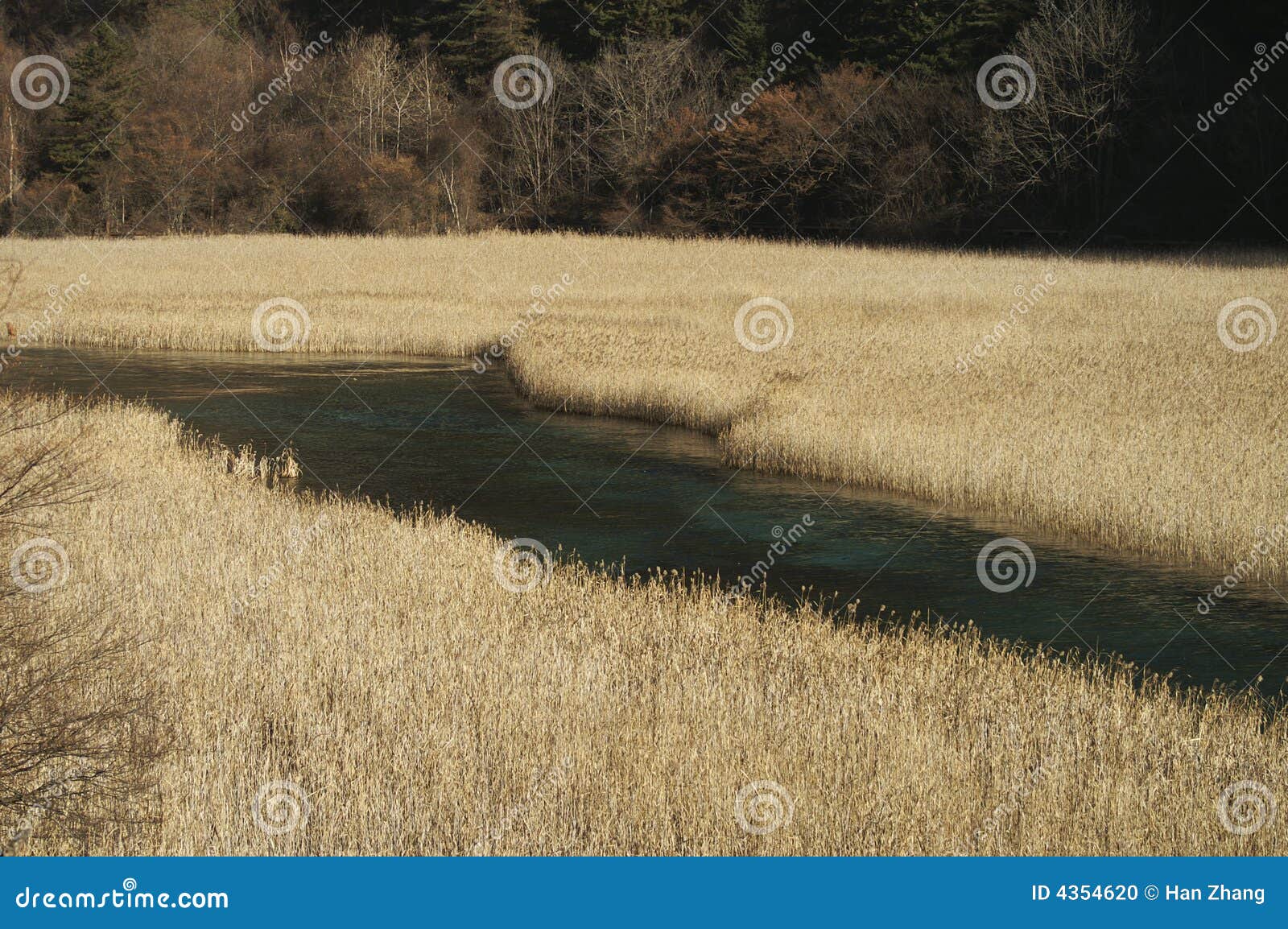 River go through the reeds stock photo. Image of scenic - 4354620