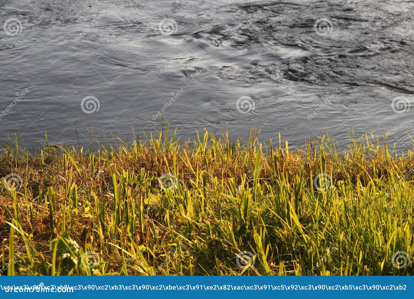 River grass stock image. Image of outdoor, boardwalk - 223960647
