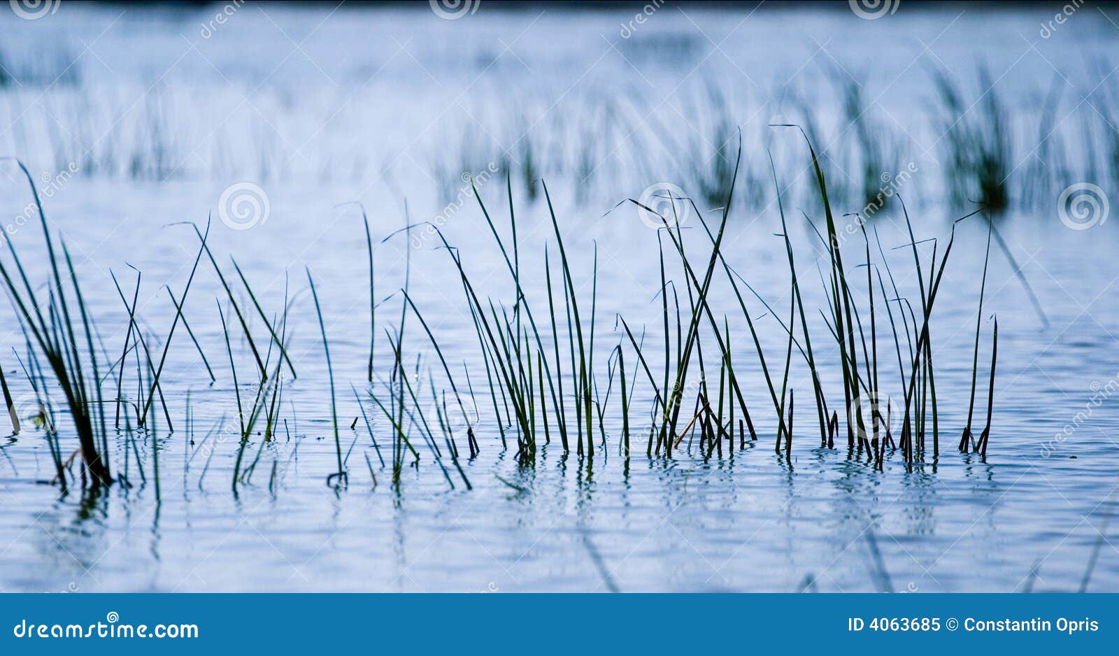 River Grass stock image. Image of natural, blades, growing - 4063685