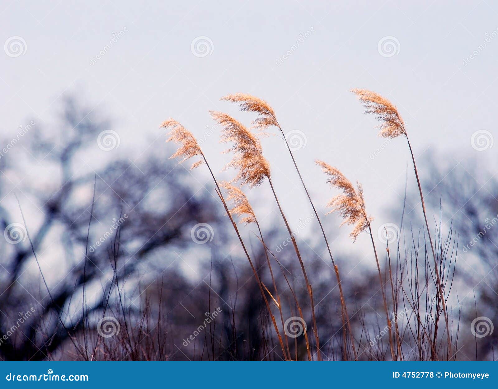 River grass stock photo. Image of isolated, park, fiery - 4752778