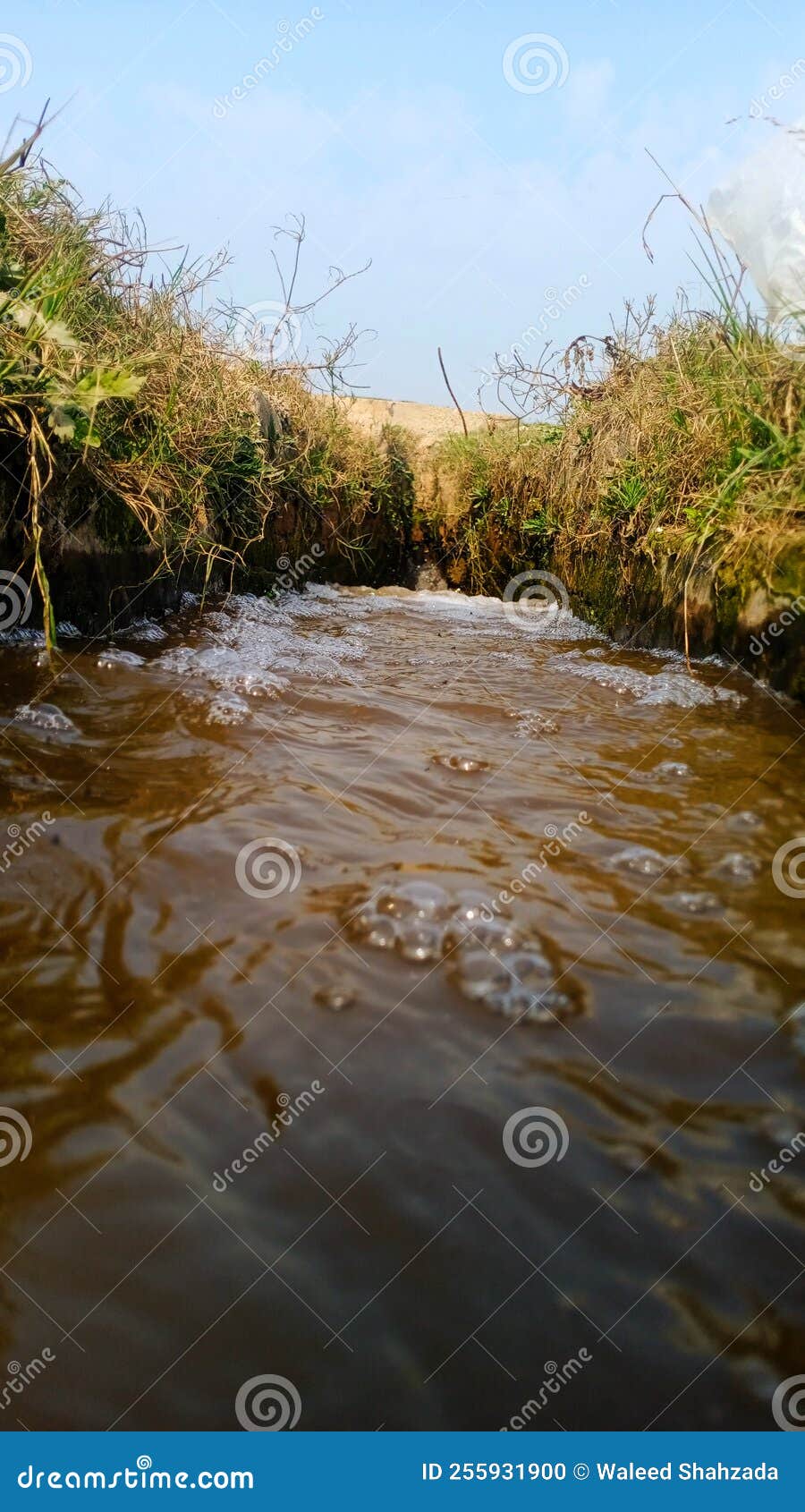 River Grass Beautiful Picture Stock Photo - Image of luca, capture ...