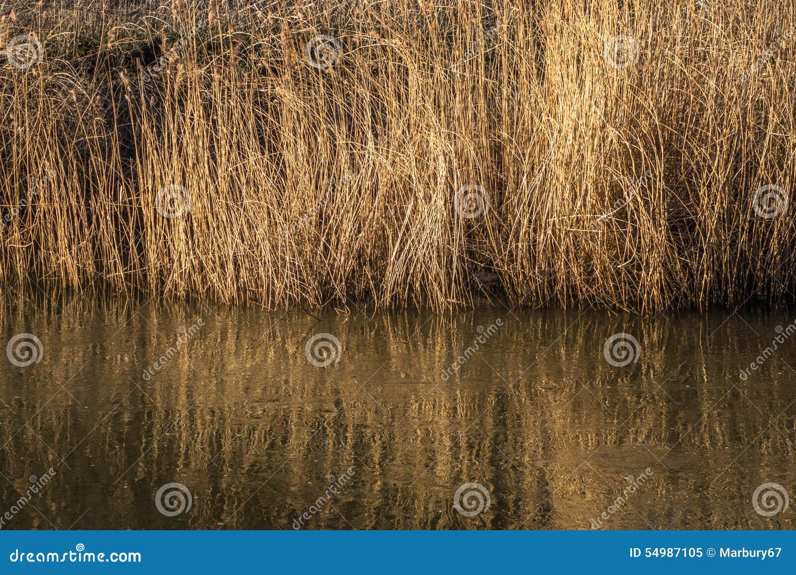River Grass stock image. Image of sedge, lake, reed, texture - 54987105