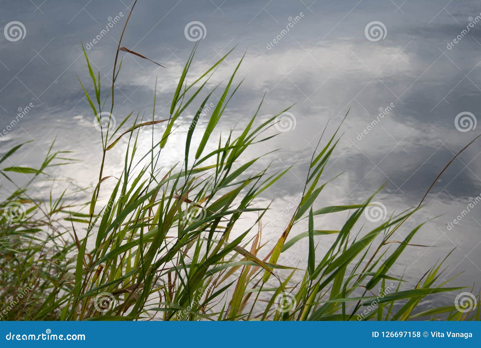 River Grass with Evening Sky and Clouds Reflection Stock Photo - Image ...