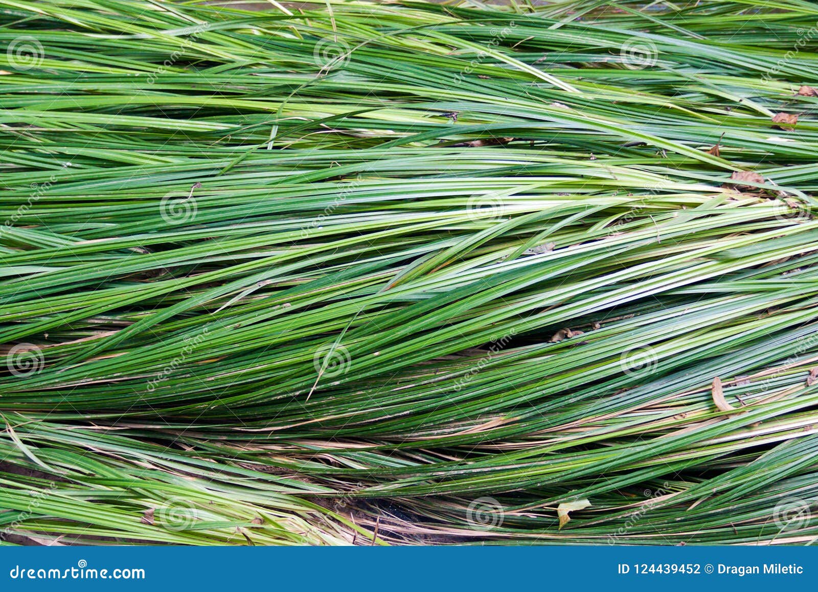 River Grass after the Flash Flood Stock Photo - Image of flora, banks ...