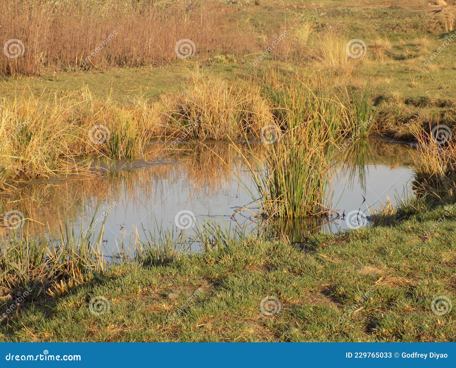 River and grass stock image. Image of plant, wilderness - 229765033