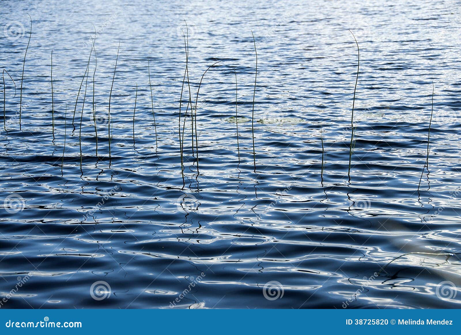 River Grass stock photo. Image of water, river, reflection - 38725820