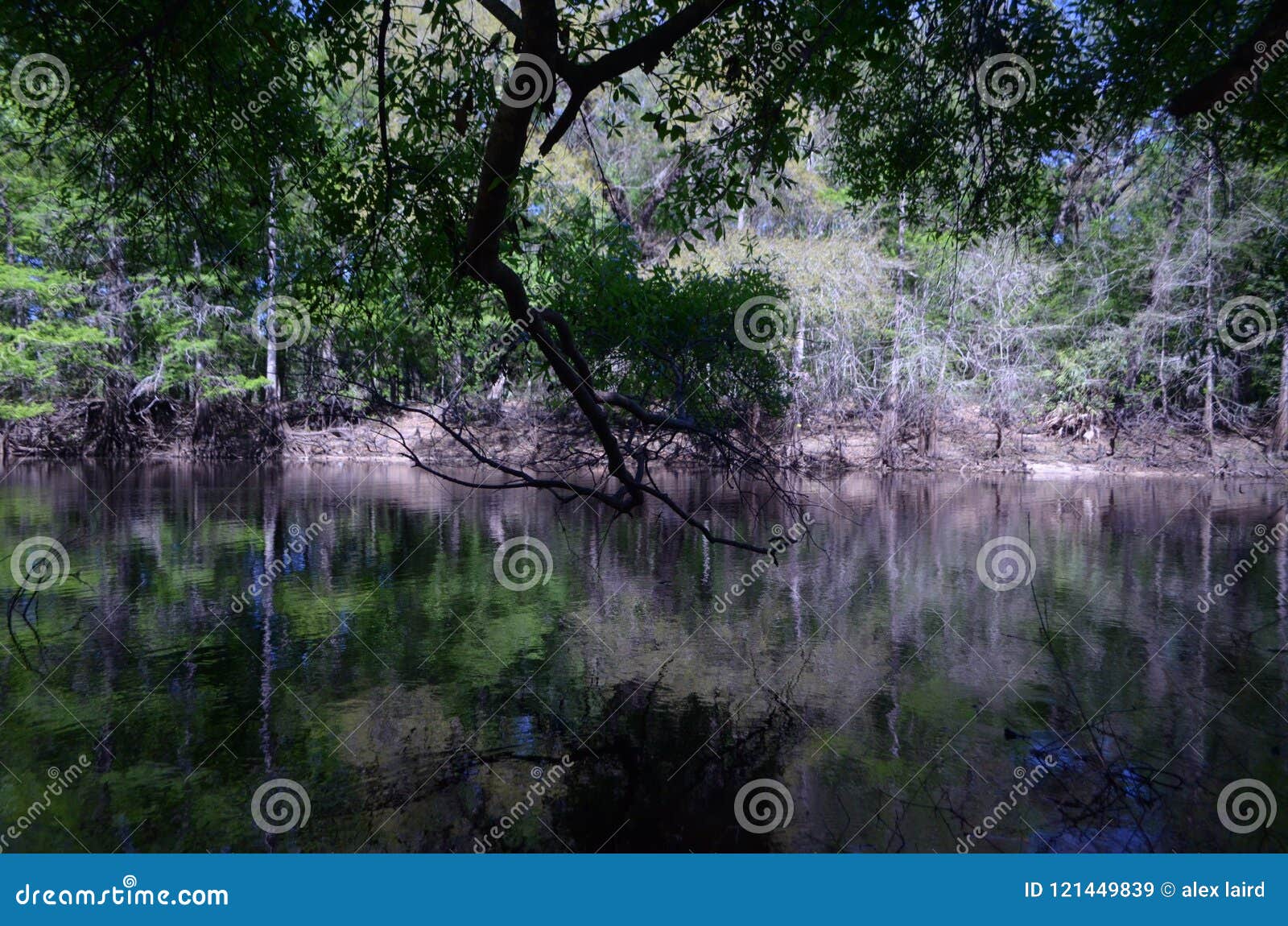 River stock image. Image of shot, tree, riverbank, nature - 121449839