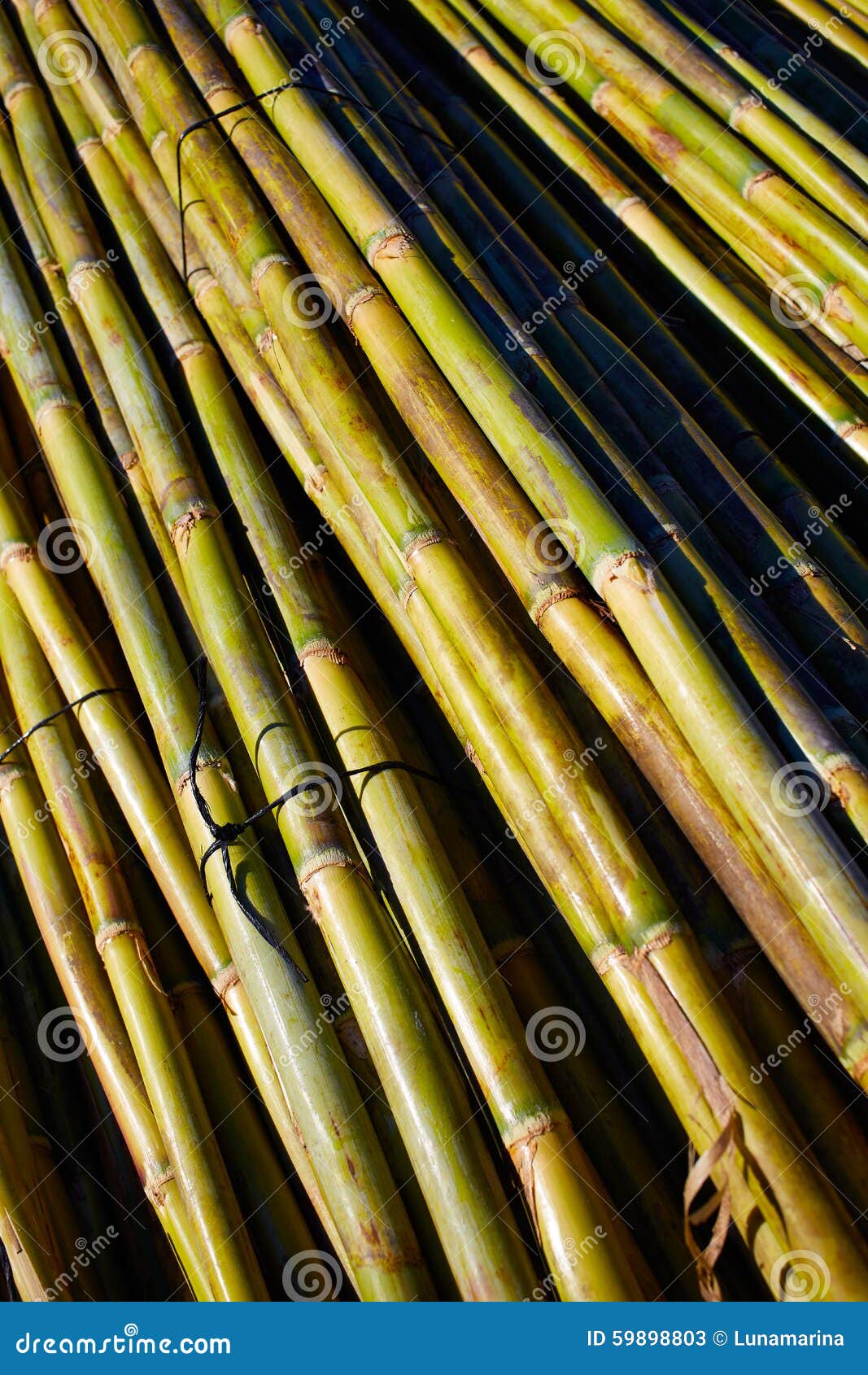 River Green Cane Harvest Texture Pattern Background Stock Image - Image ...