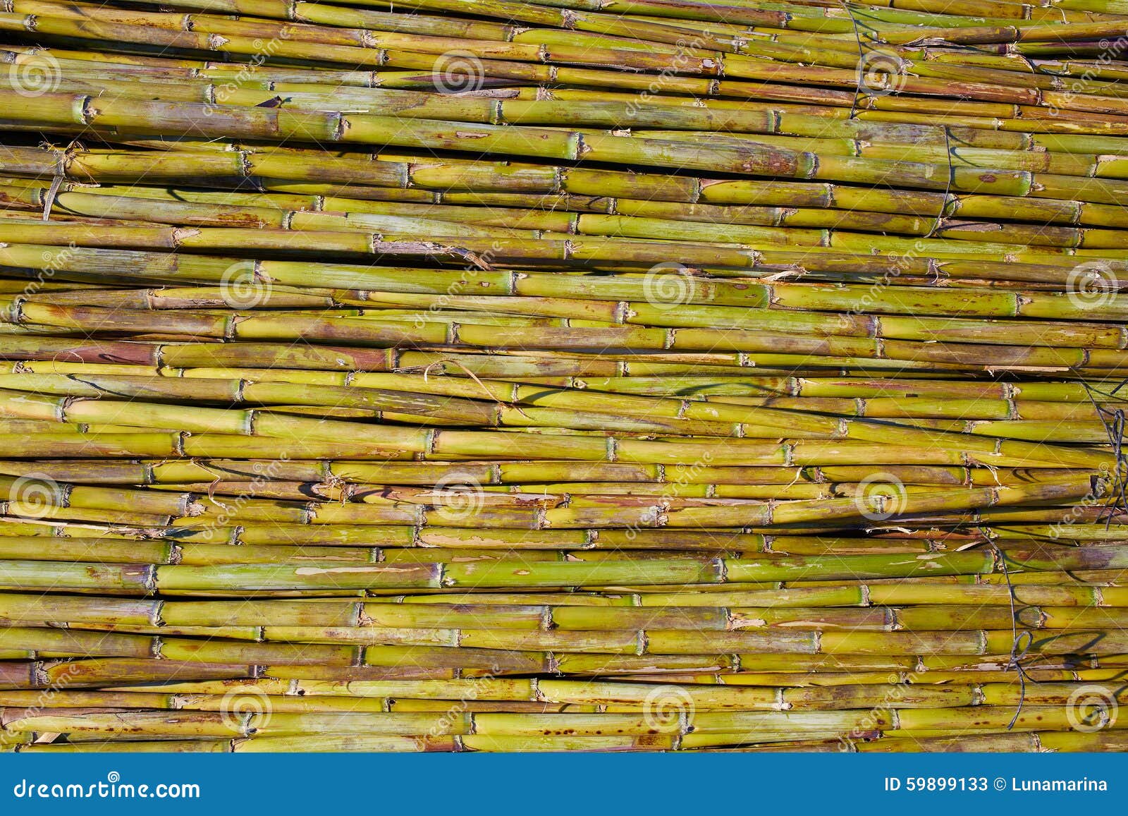 River Green Cane Harvest Texture Pattern Background Stock Image - Image ...