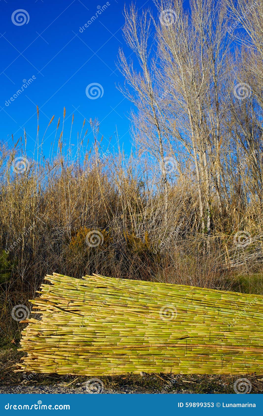 River Green Cane Harvest Texture Pattern Background Stock Image - Image ...