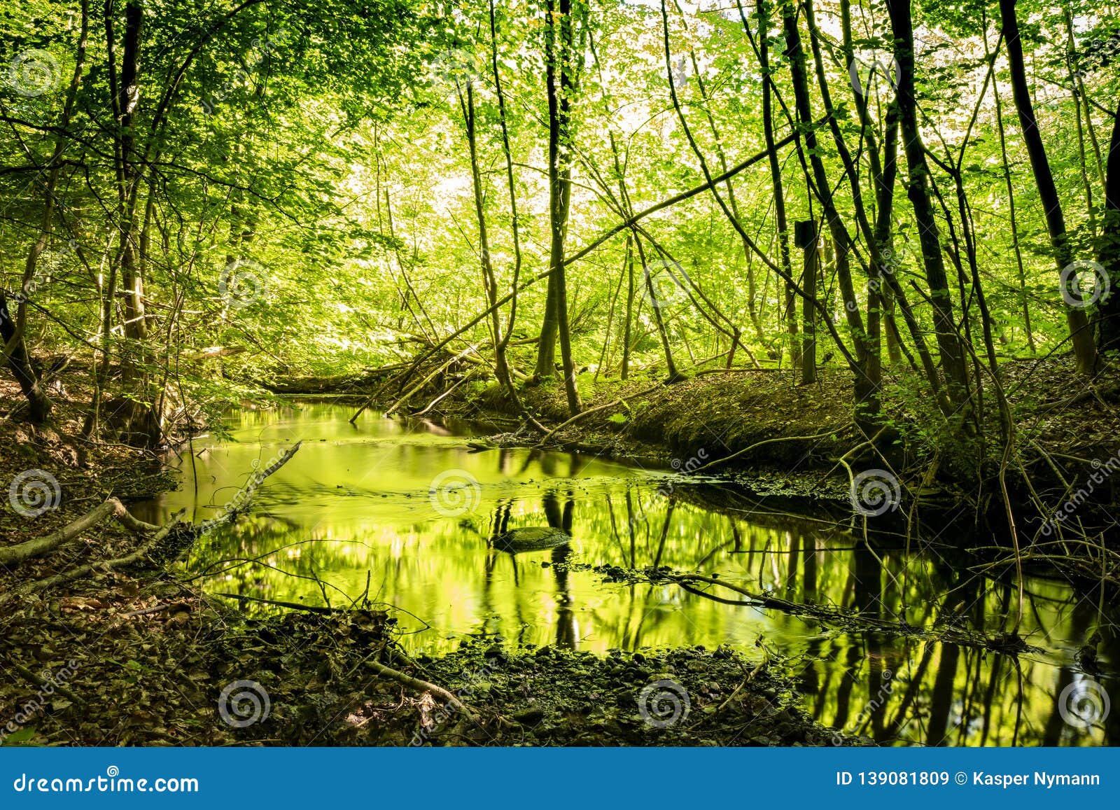 River with Green Color Reflecting from the Trees Stock Image - Image of ...