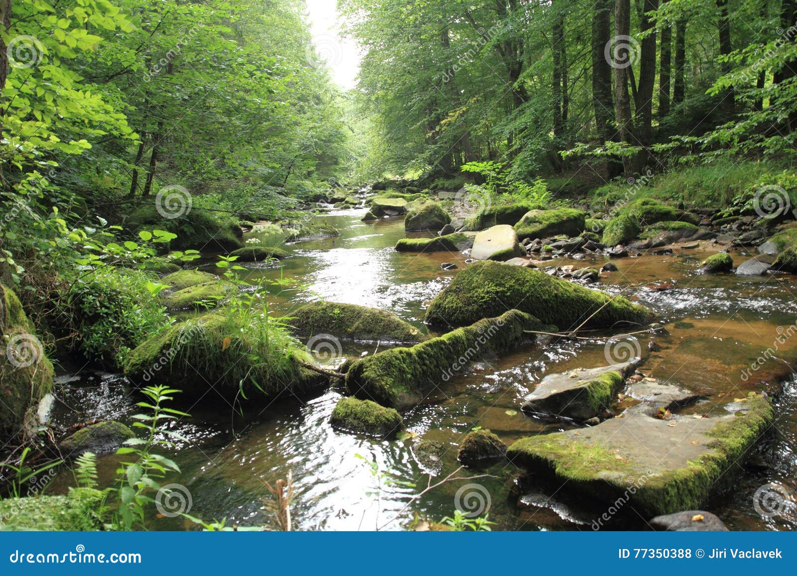 River in the Green Spring Forest Stock Photo - Image of nature ...