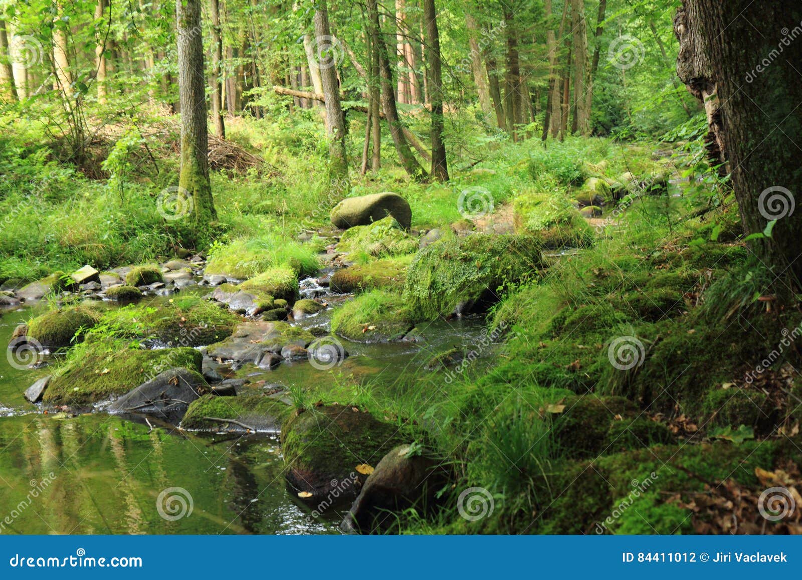 River in the Green Spring Forest Stock Photo - Image of nature, rock ...