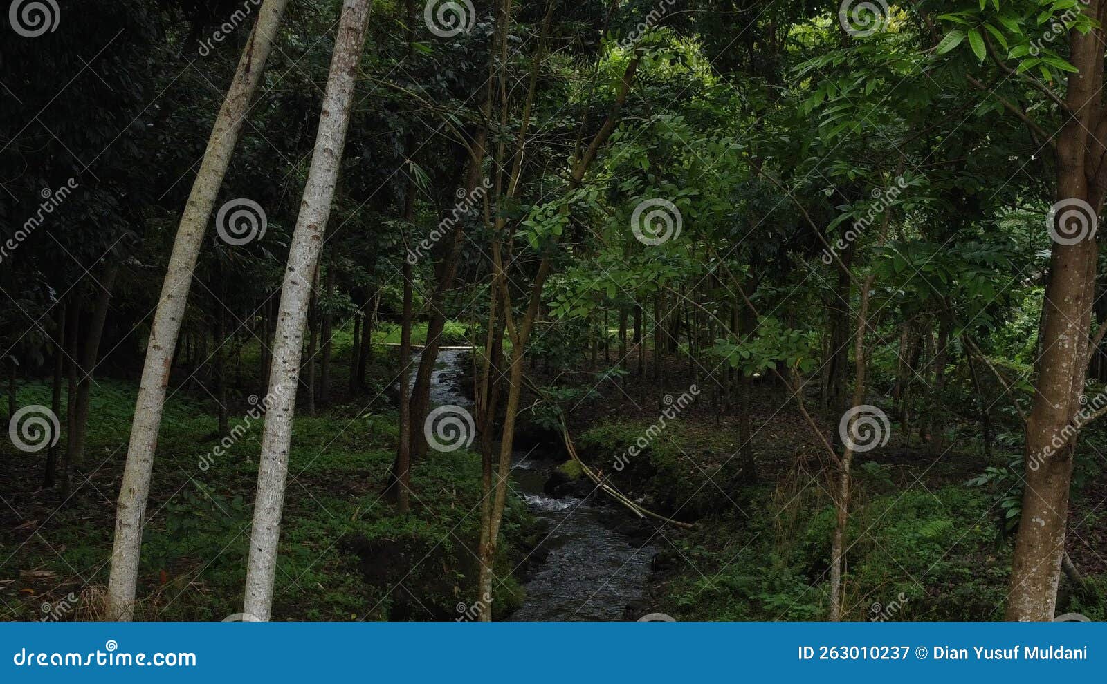 River between green trees stock image. Image of nature - 263010237