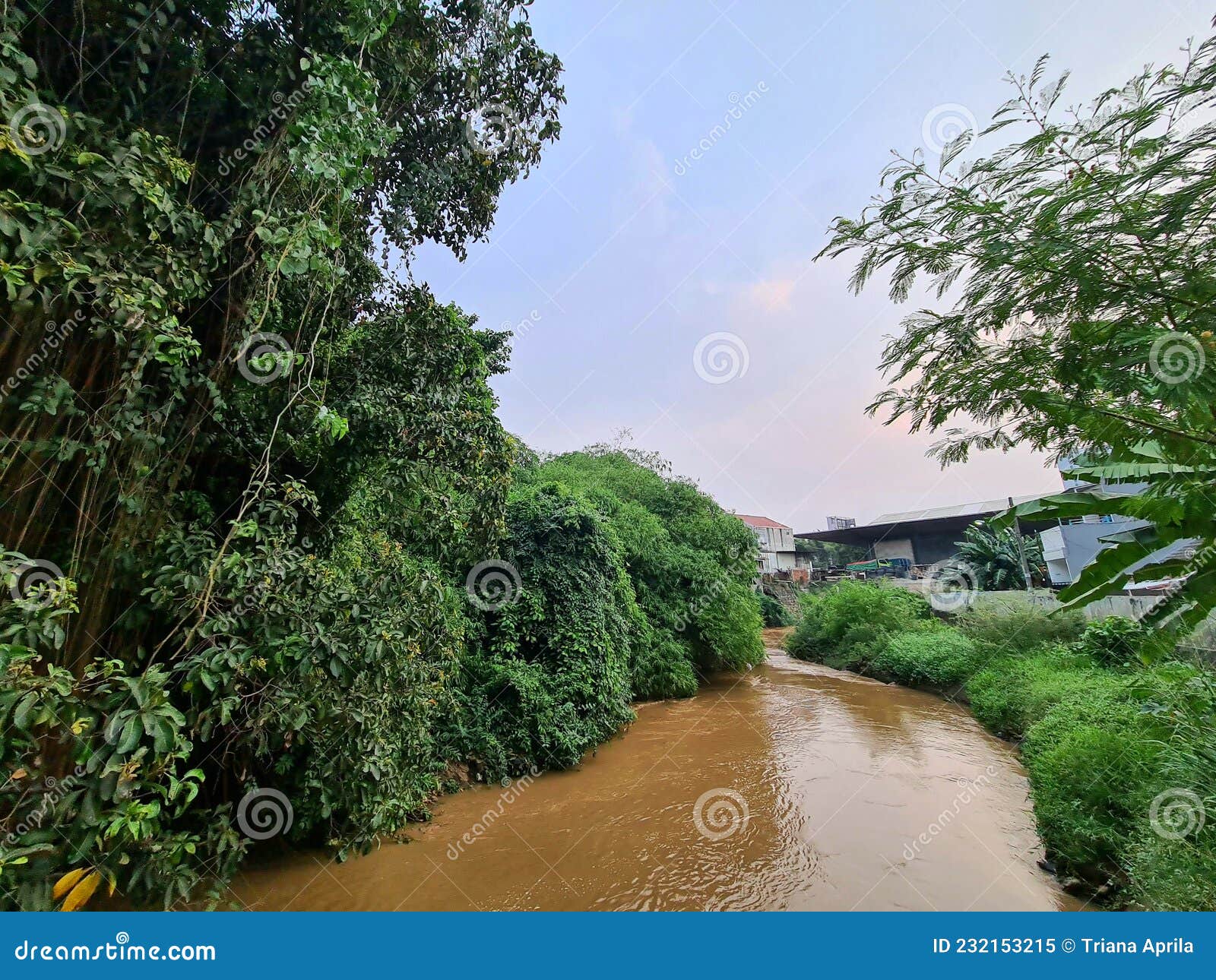 River Green Trees and Choco Water Stock Image - Image of water, tree ...
