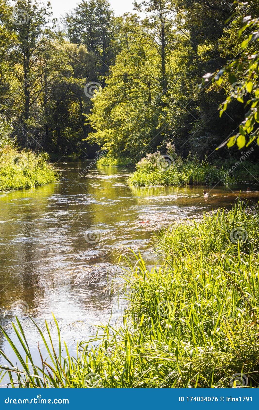 A river among green trees stock photo. Image of outdoors - 174034076