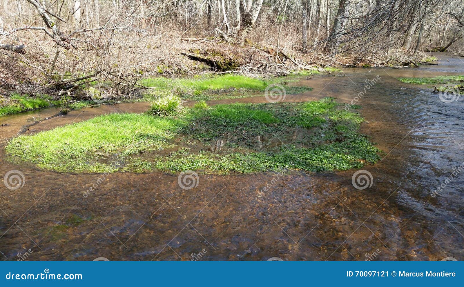 River Greenery stock image. Image of spring, river, greenery - 70097121
