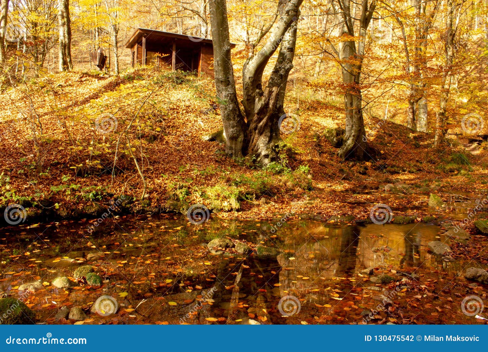 River Grza in autum stock photo. Image of golden, green - 130475542