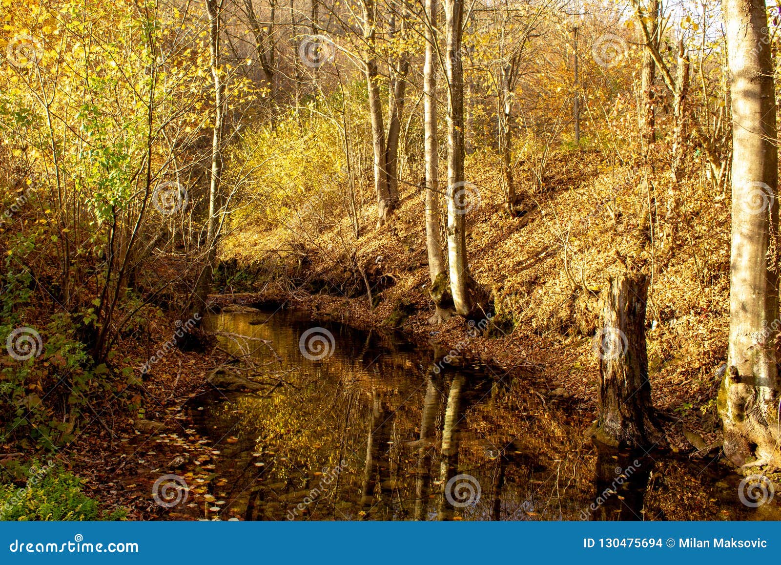 River Grza in autum stock photo. Image of healthy, golden - 130475694