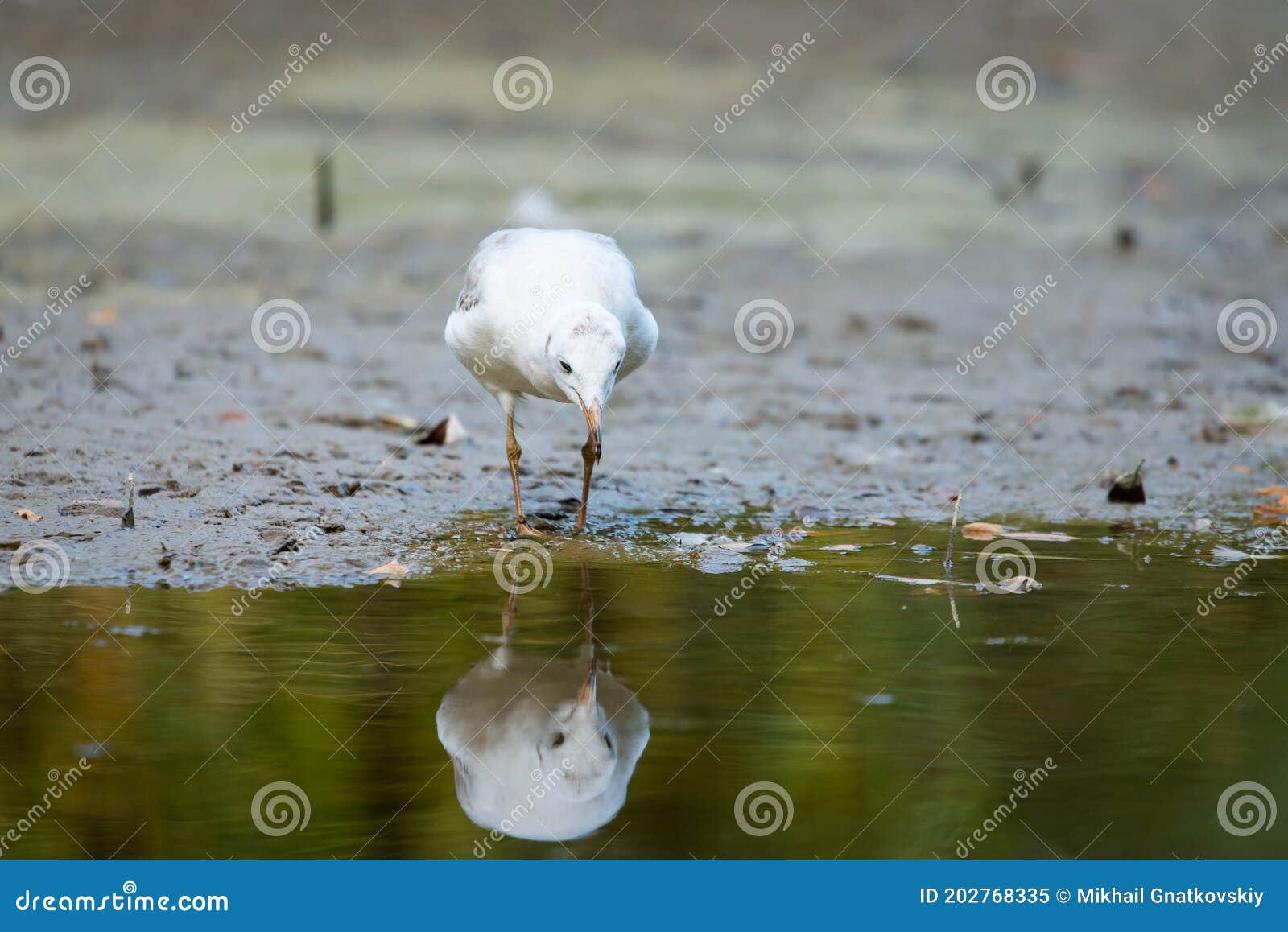 River Gull Drink Water at the River Stock Image - Image of feather ...