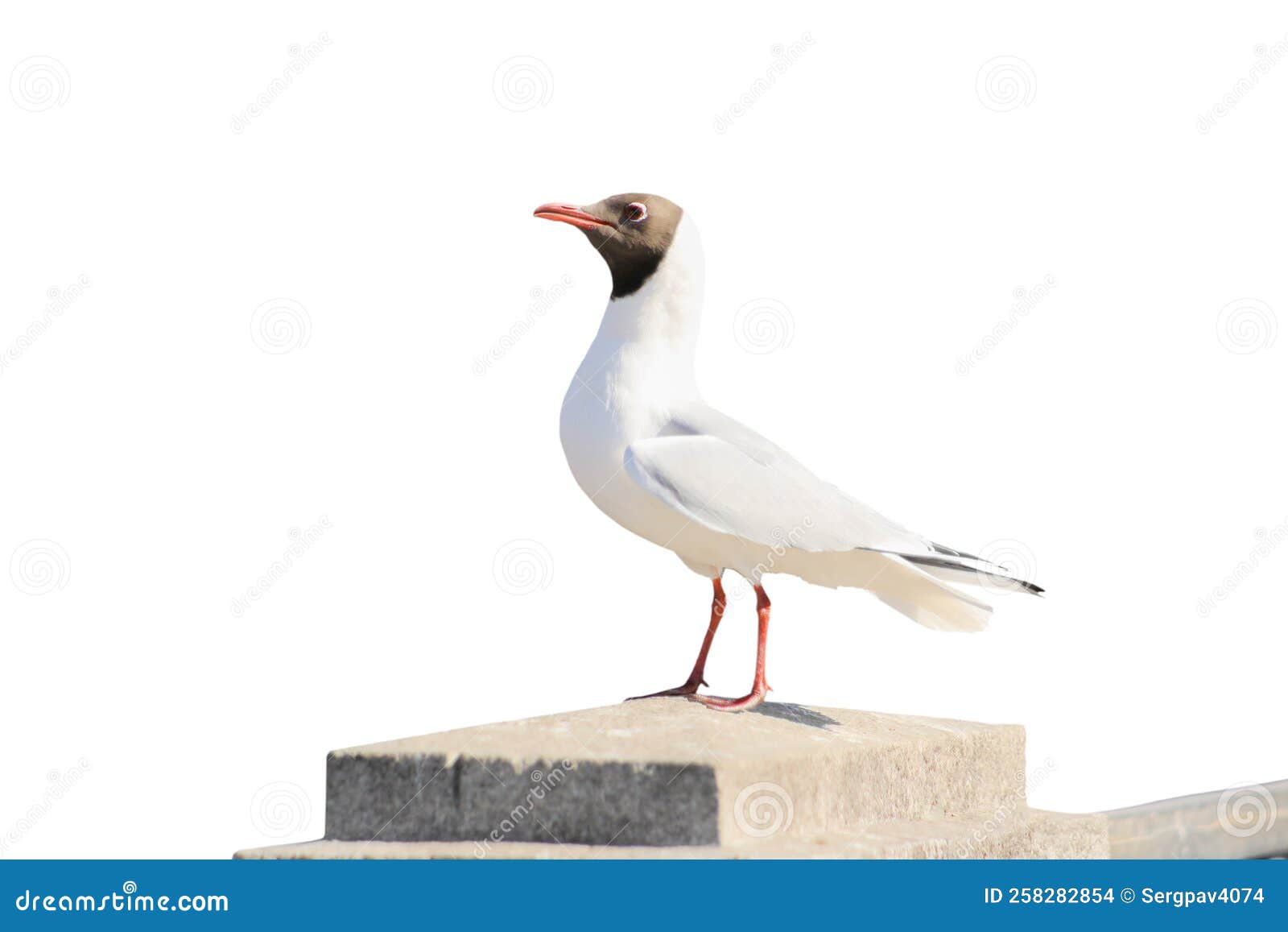 River Gull on a Granite Pillar Stock Photo - Image of natural, head ...
