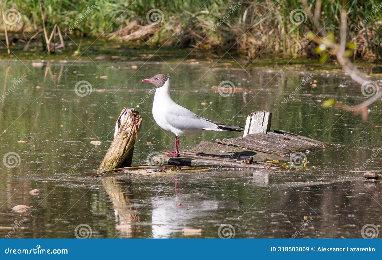 A River Gull Stands on a Fishing Platform on a Lake Stock Image - Image ...