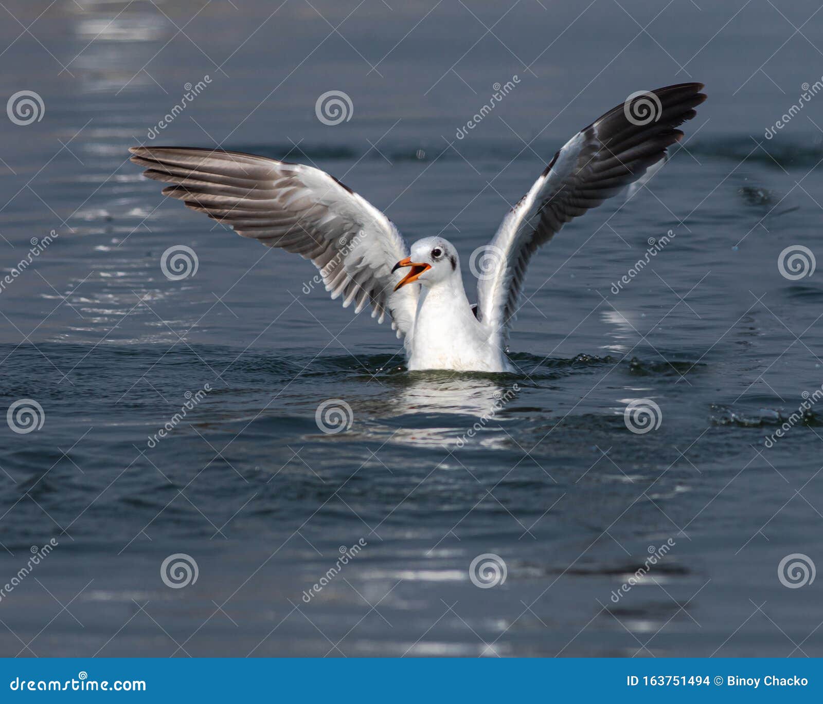 River Gull with Wings Stretched in Water Stock Photo - Image of close ...