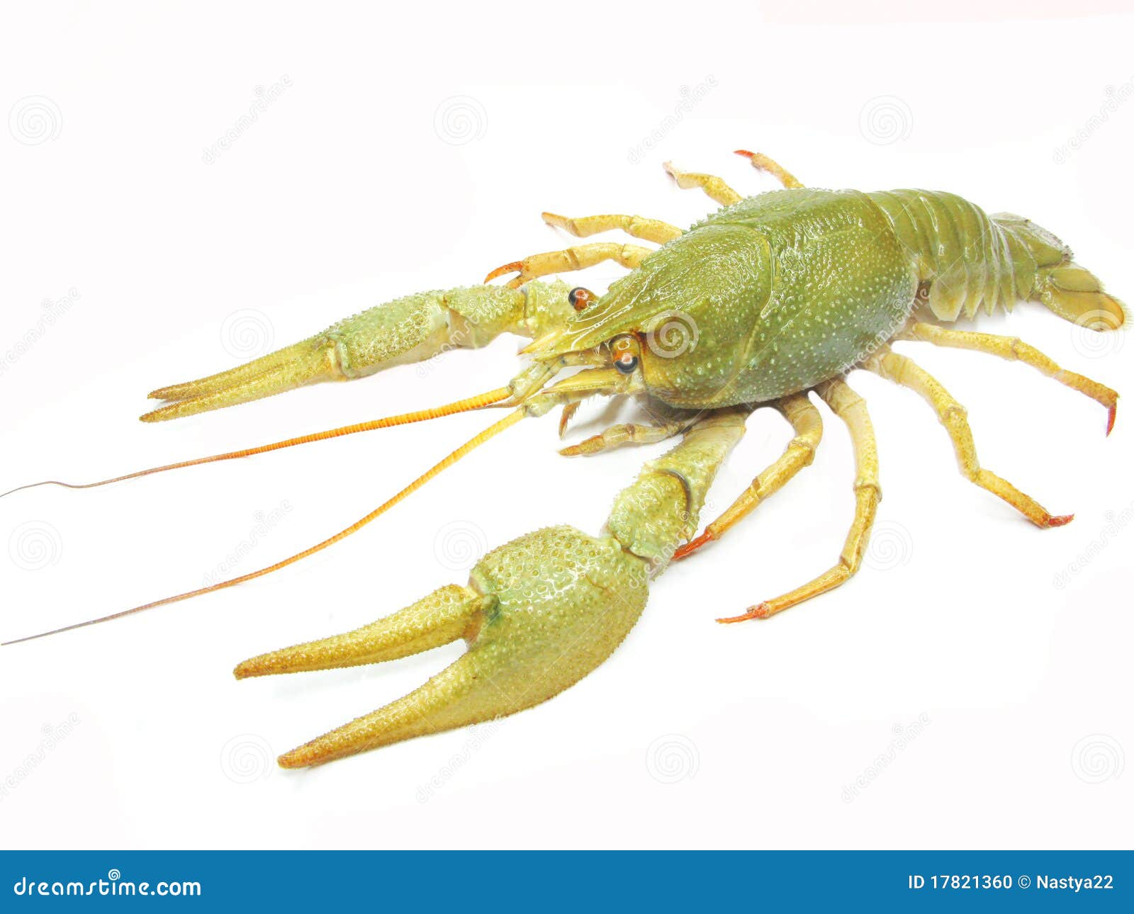 River-Hummer stockfoto. Bild von grün, hintergrund, nahrung - 17821360