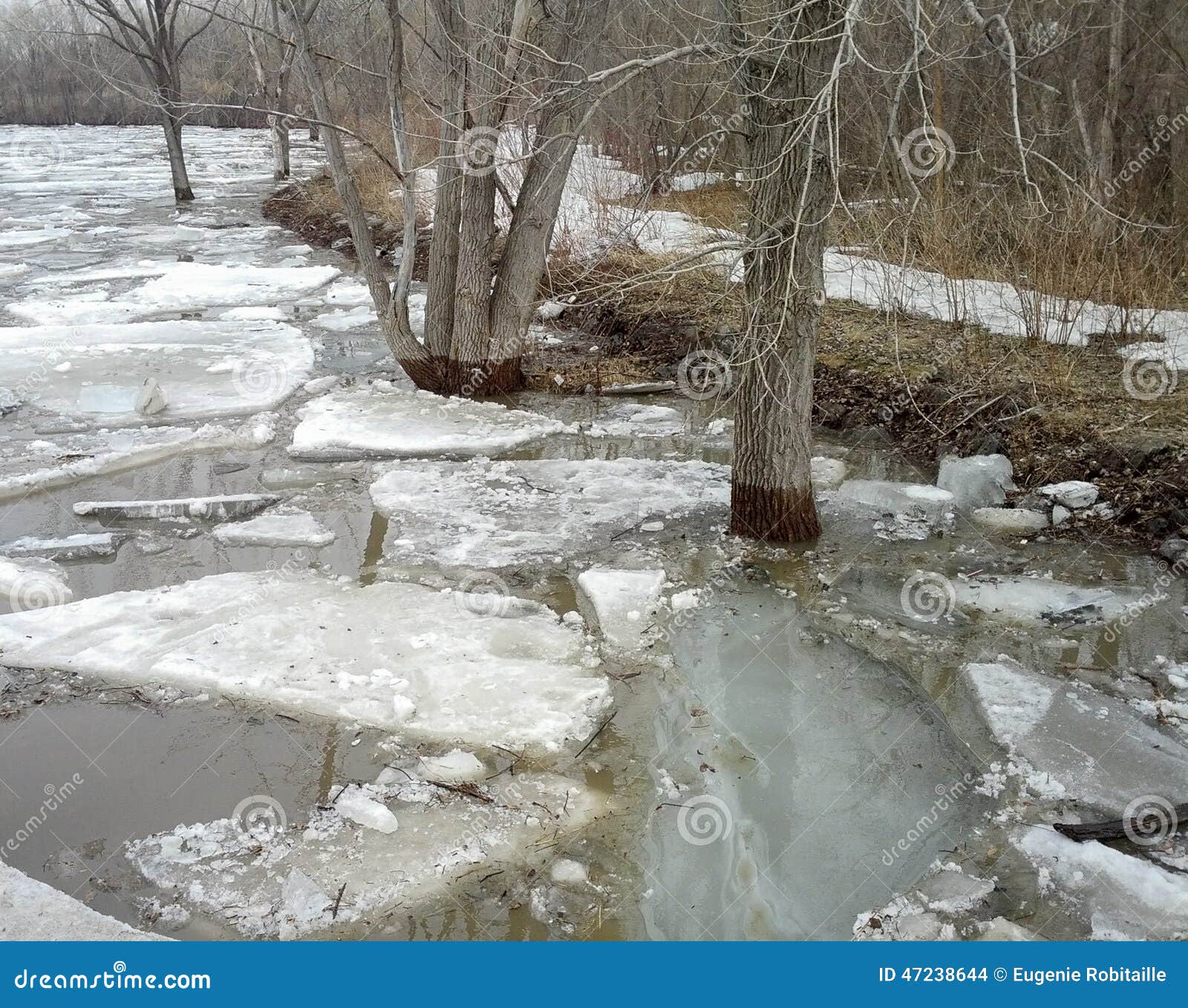 River with ice in spring stock photo. Image of park, trees - 47238644