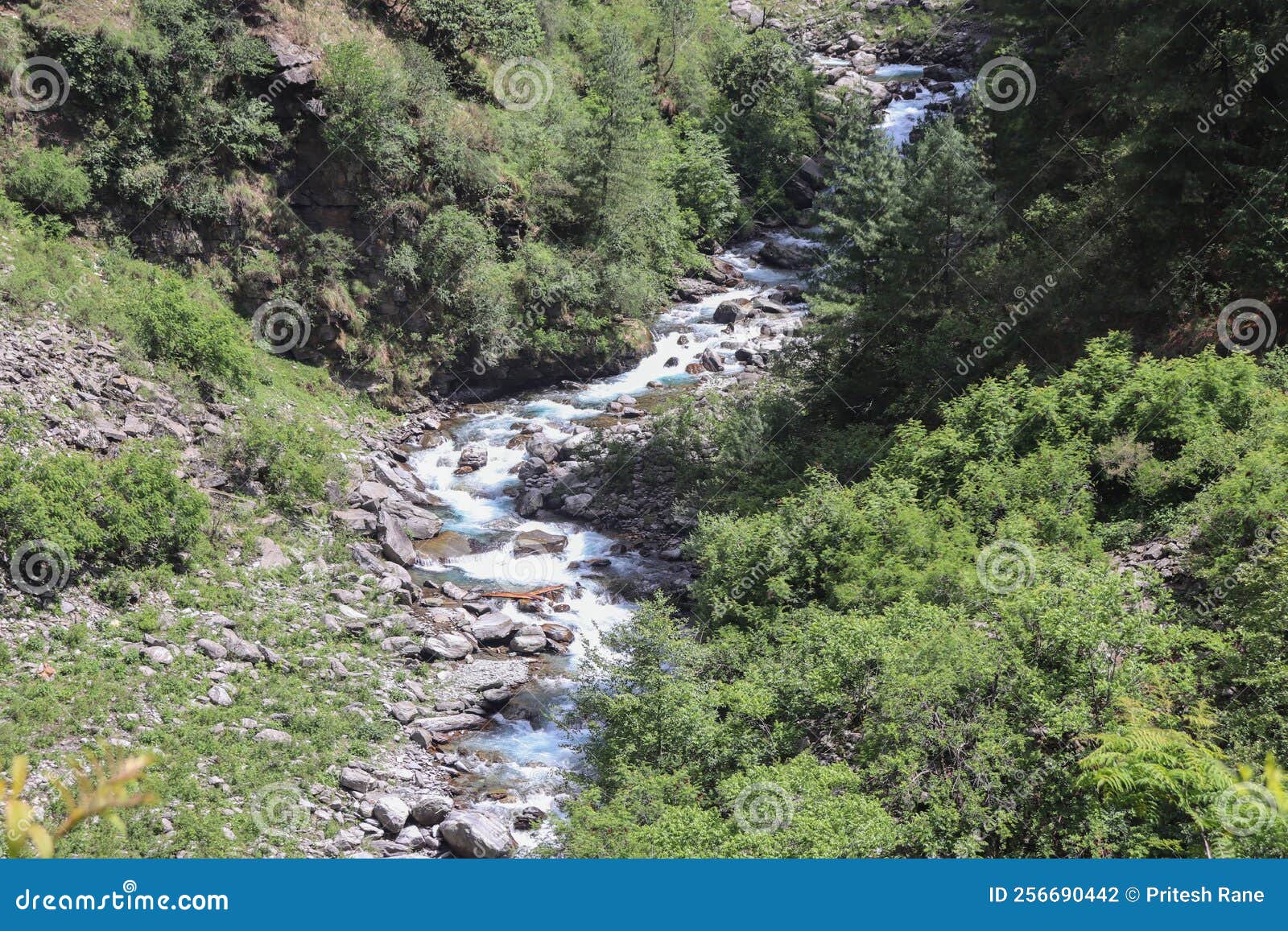 River Inside the Dense Forest in Himalaya Stock Photo - Image of summer ...