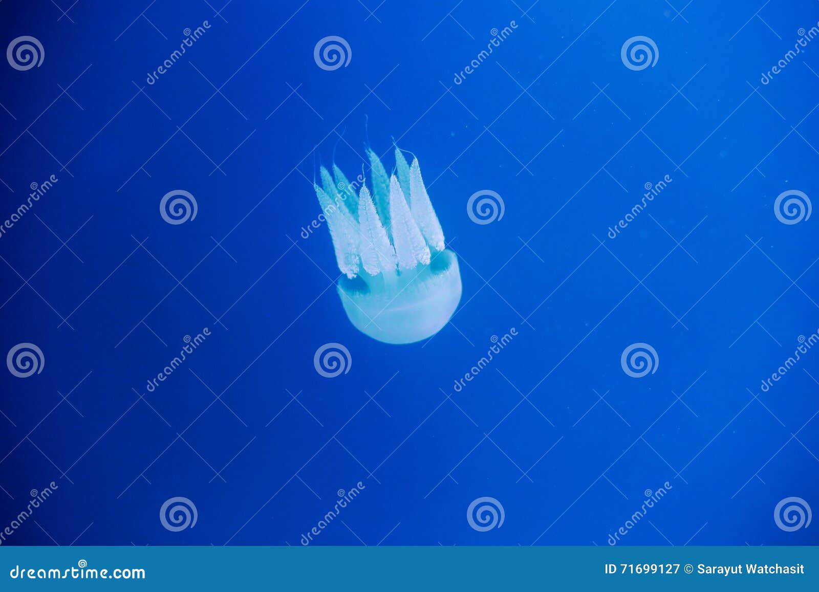 River Jellyfish in Aquarium Stock Image - Image of endemic, golden ...