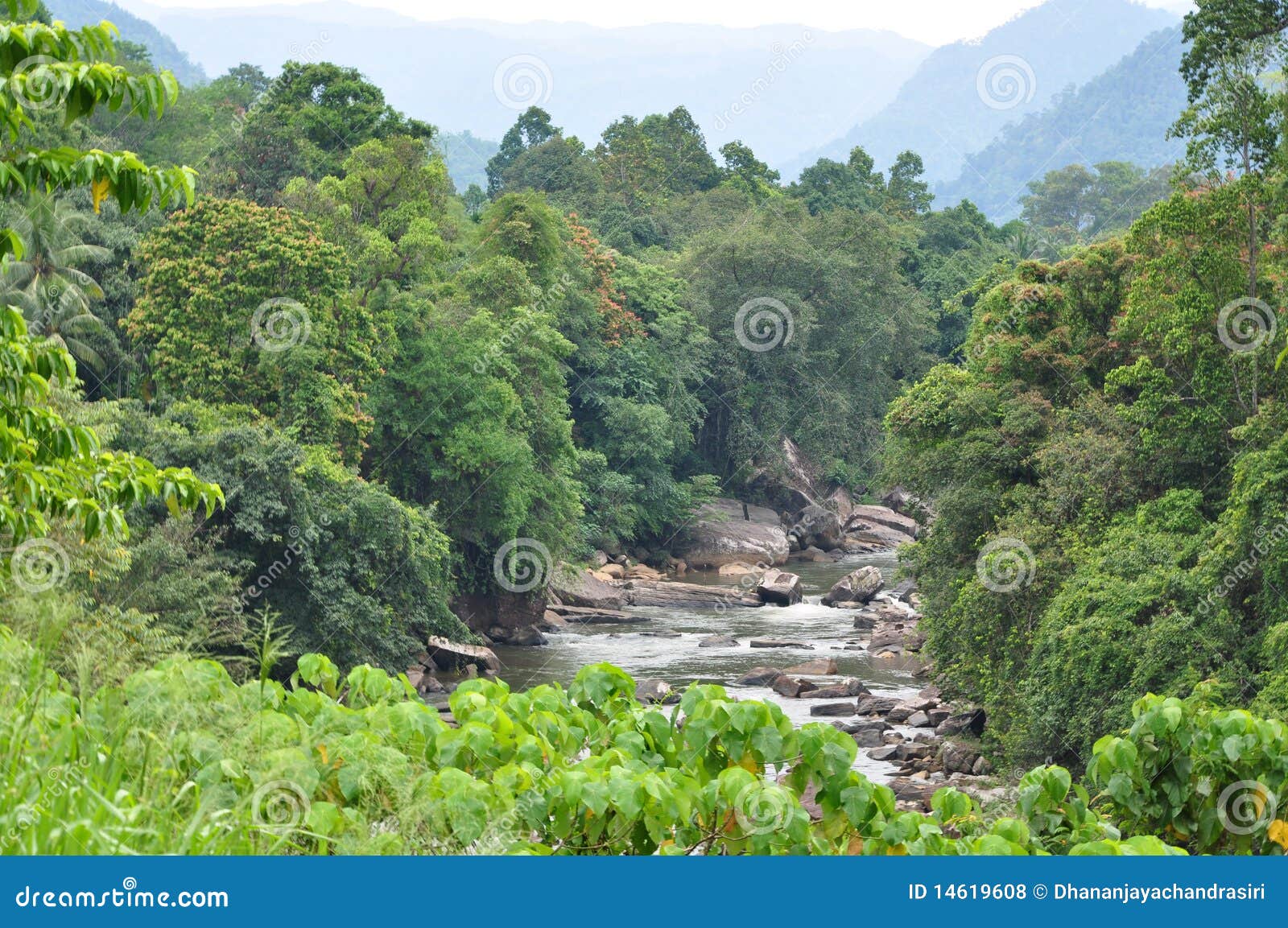 River in the jungle stock photo. Image of responsibility - 14619608