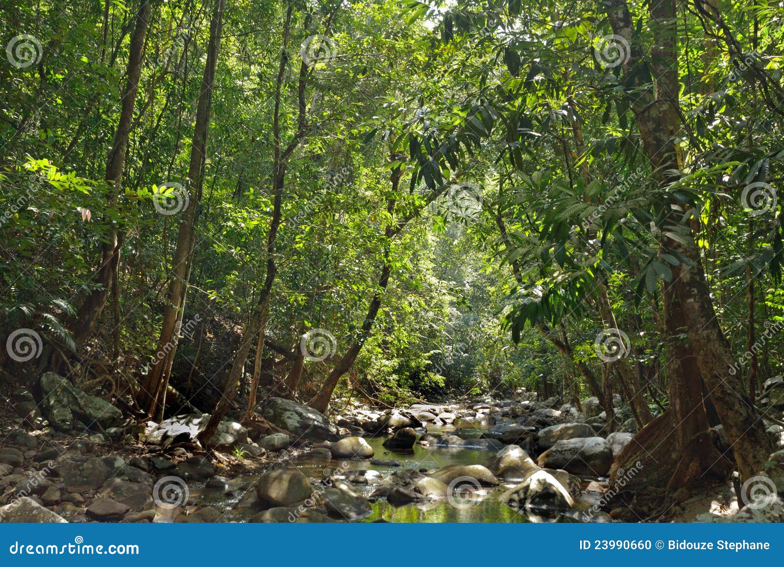 River in jungle stock photo. Image of water, green, rainforest - 23990660
