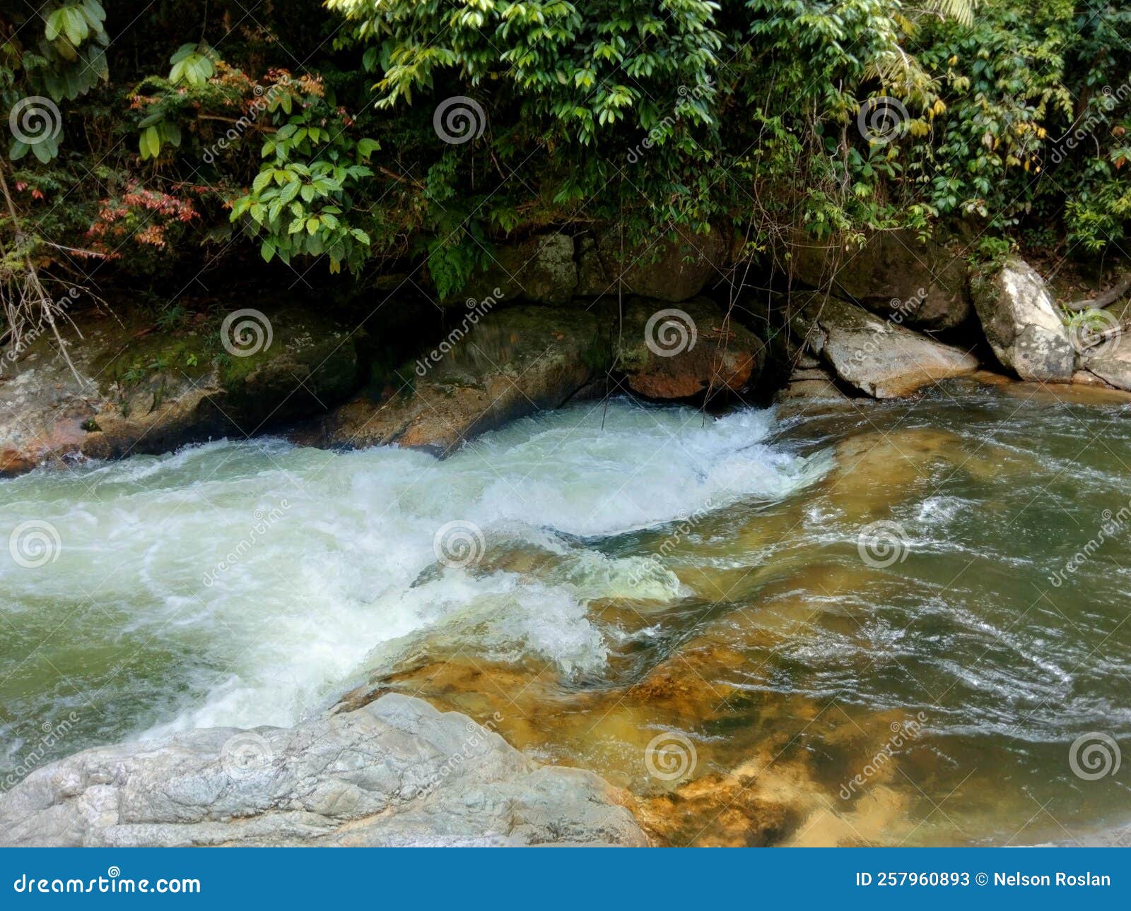River at the jungle stock image. Image of stream, jungle - 257960893