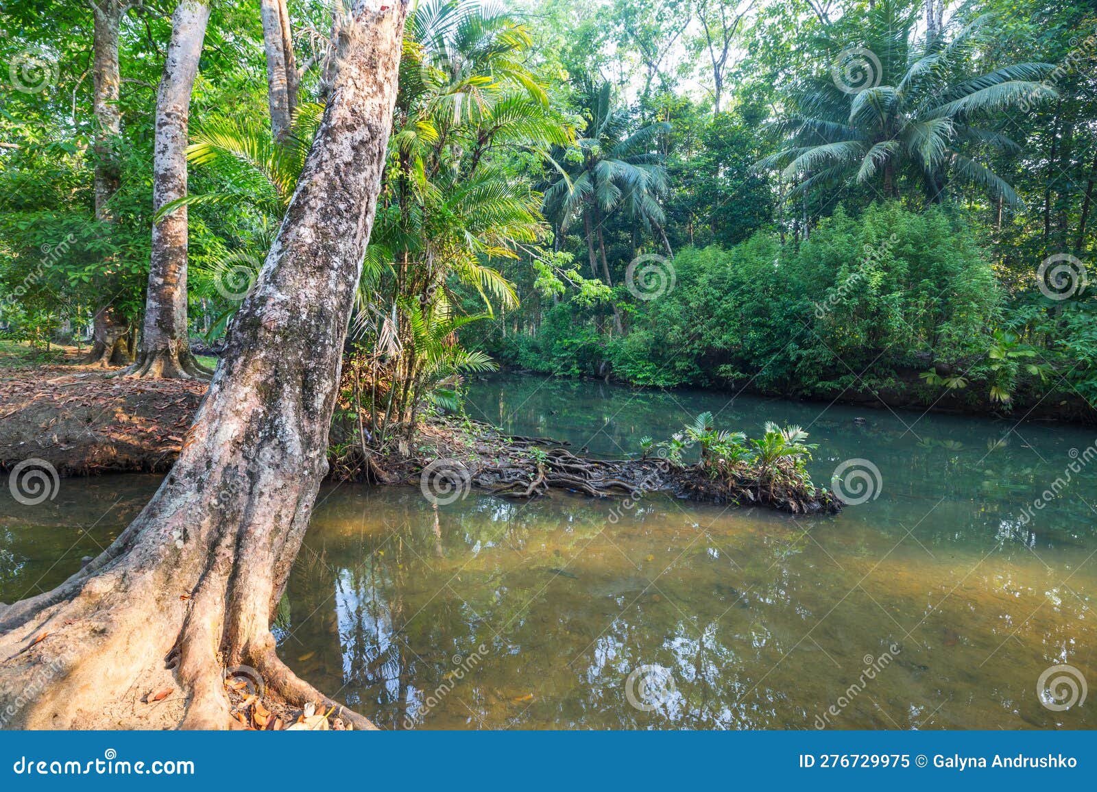 River in jungle stock image. Image of unusual, idyllic - 276729975
