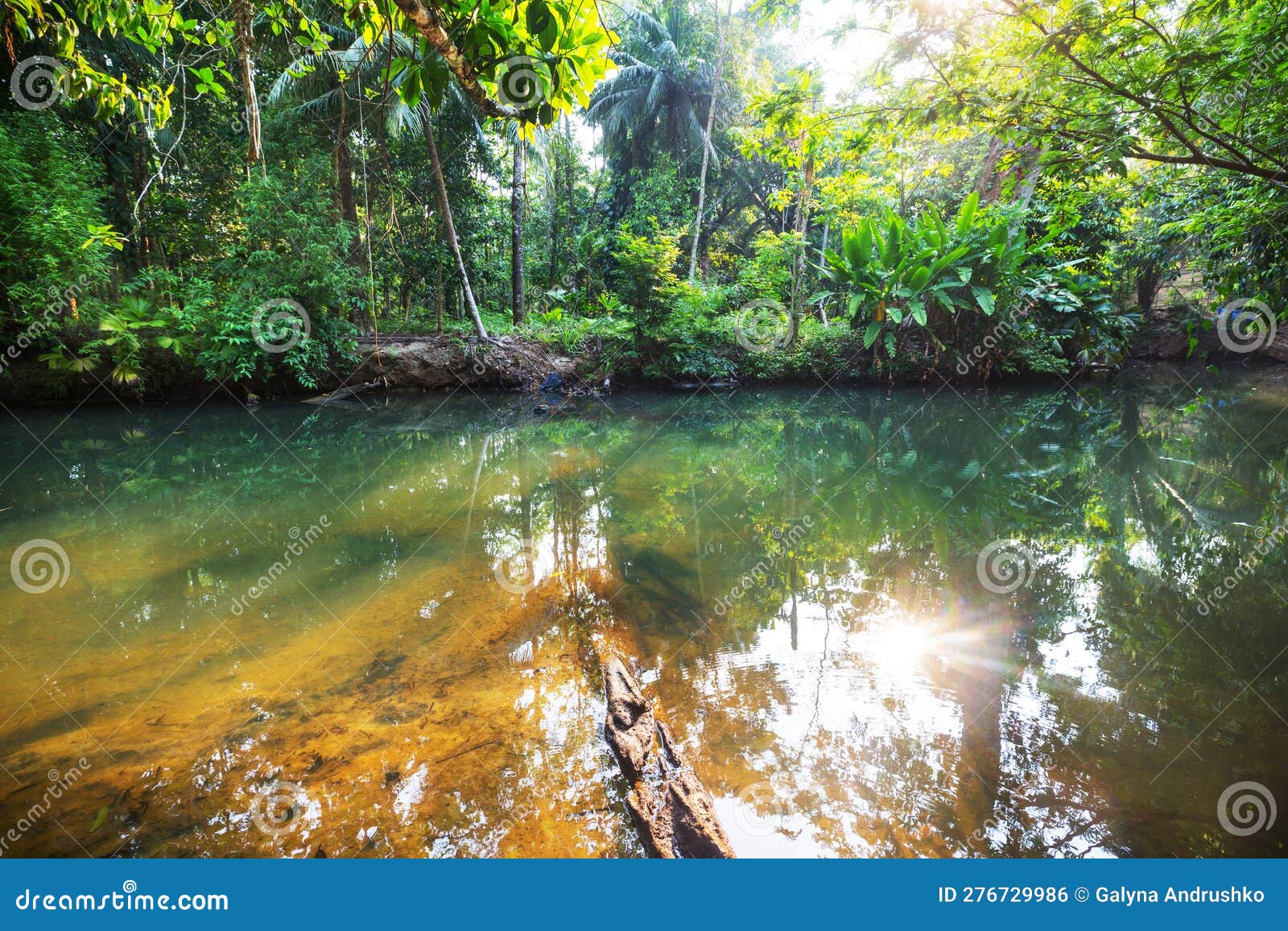 River in jungle stock photo. Image of beautiful, nature - 276729986