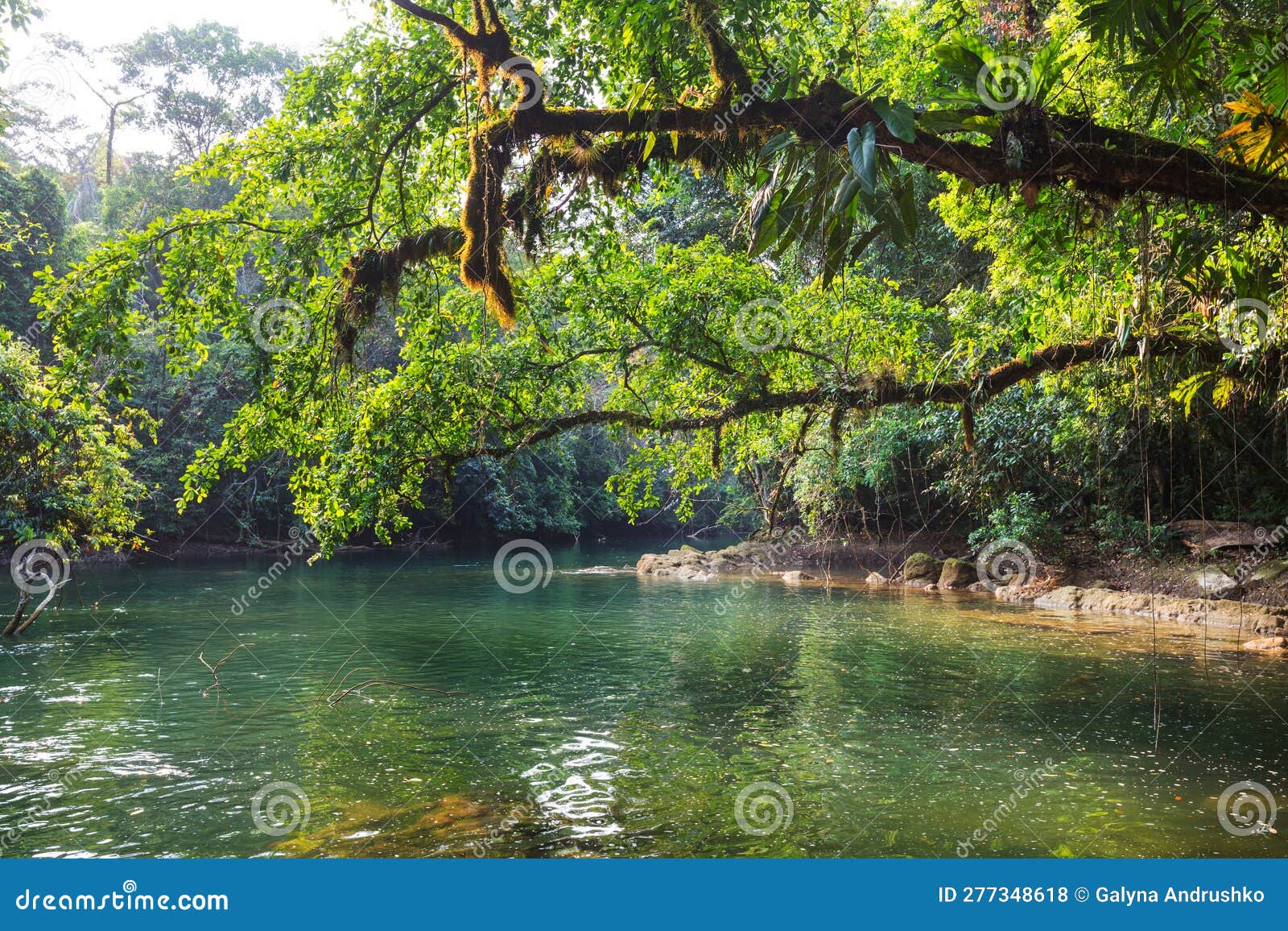River in jungle stock photo. Image of scenery, idyllic - 277348618