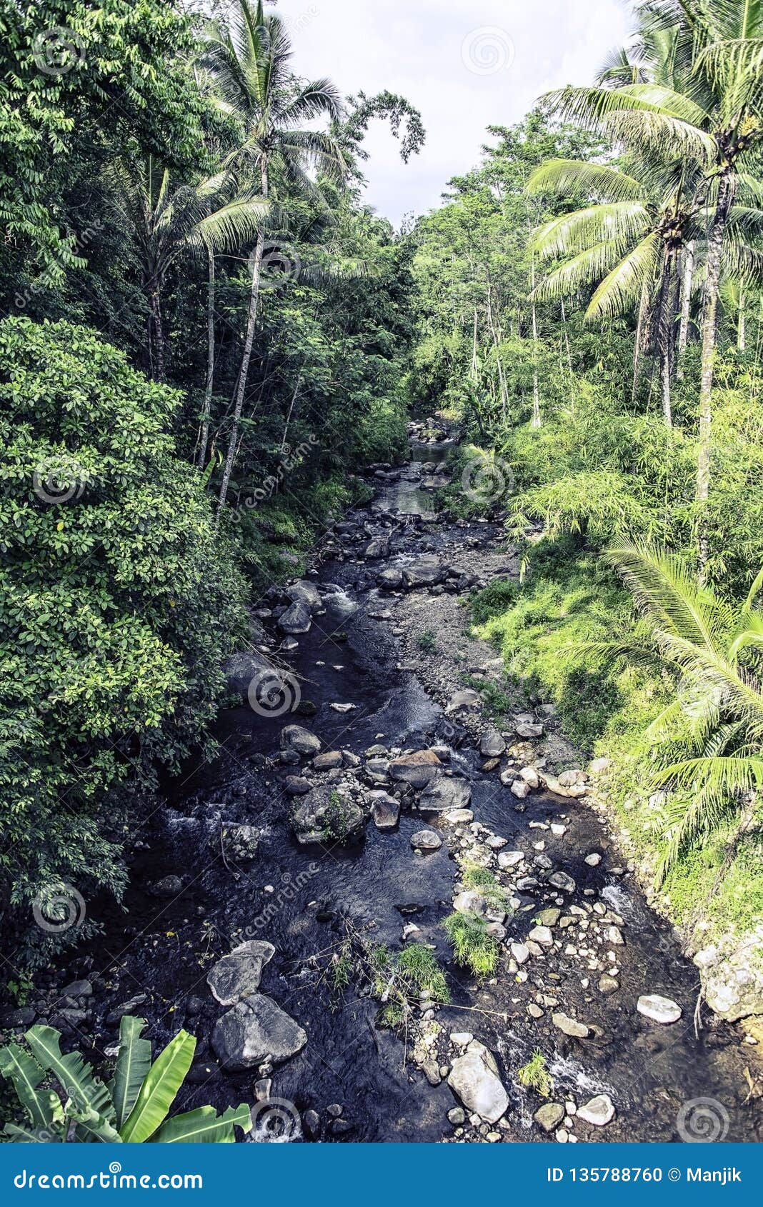 River in the jungle stock photo. Image of leaf, indonesia - 135788760