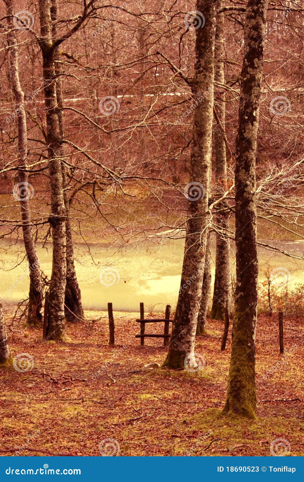 River in Jungle of Irati. Navarra, Spain Stock Image - Image of leaf ...