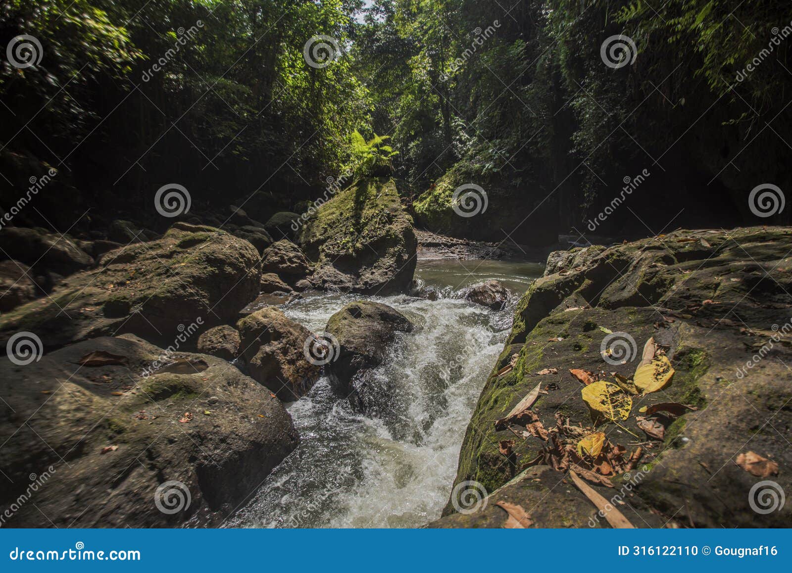 River in the jungle stock photo. Image of tropic, forest - 316122110