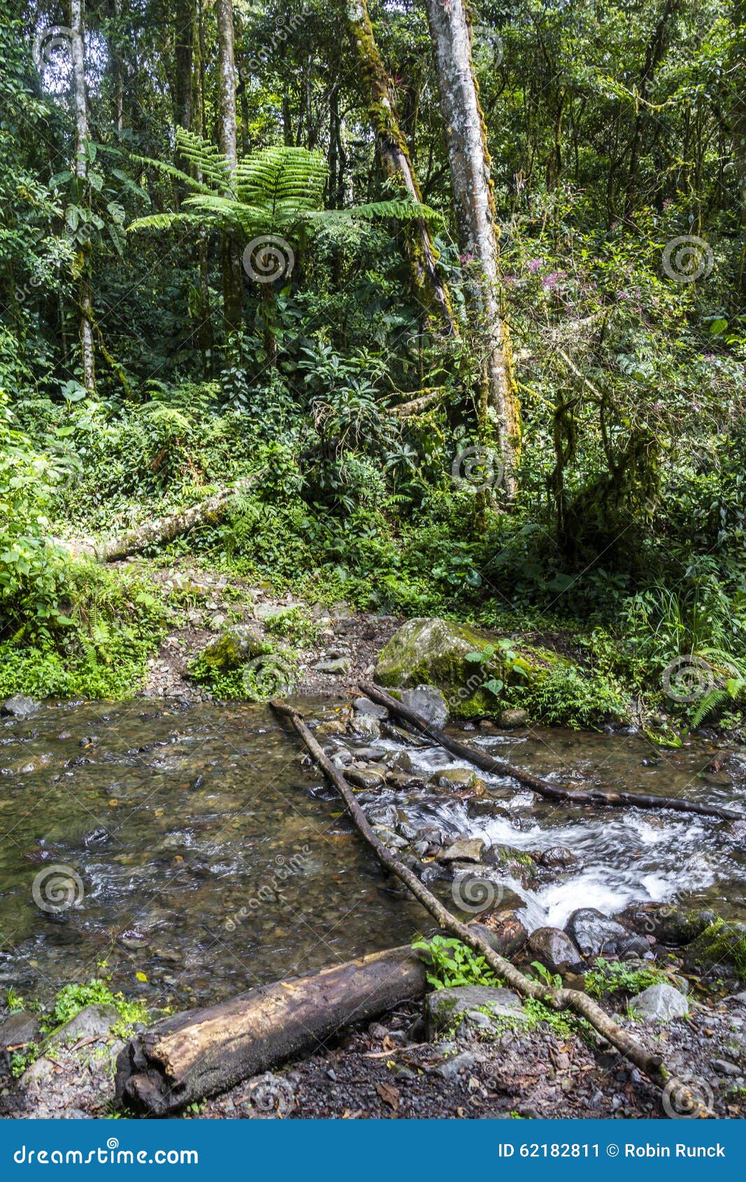 River in jungle of Panama stock image. Image of inaccessible - 62182811