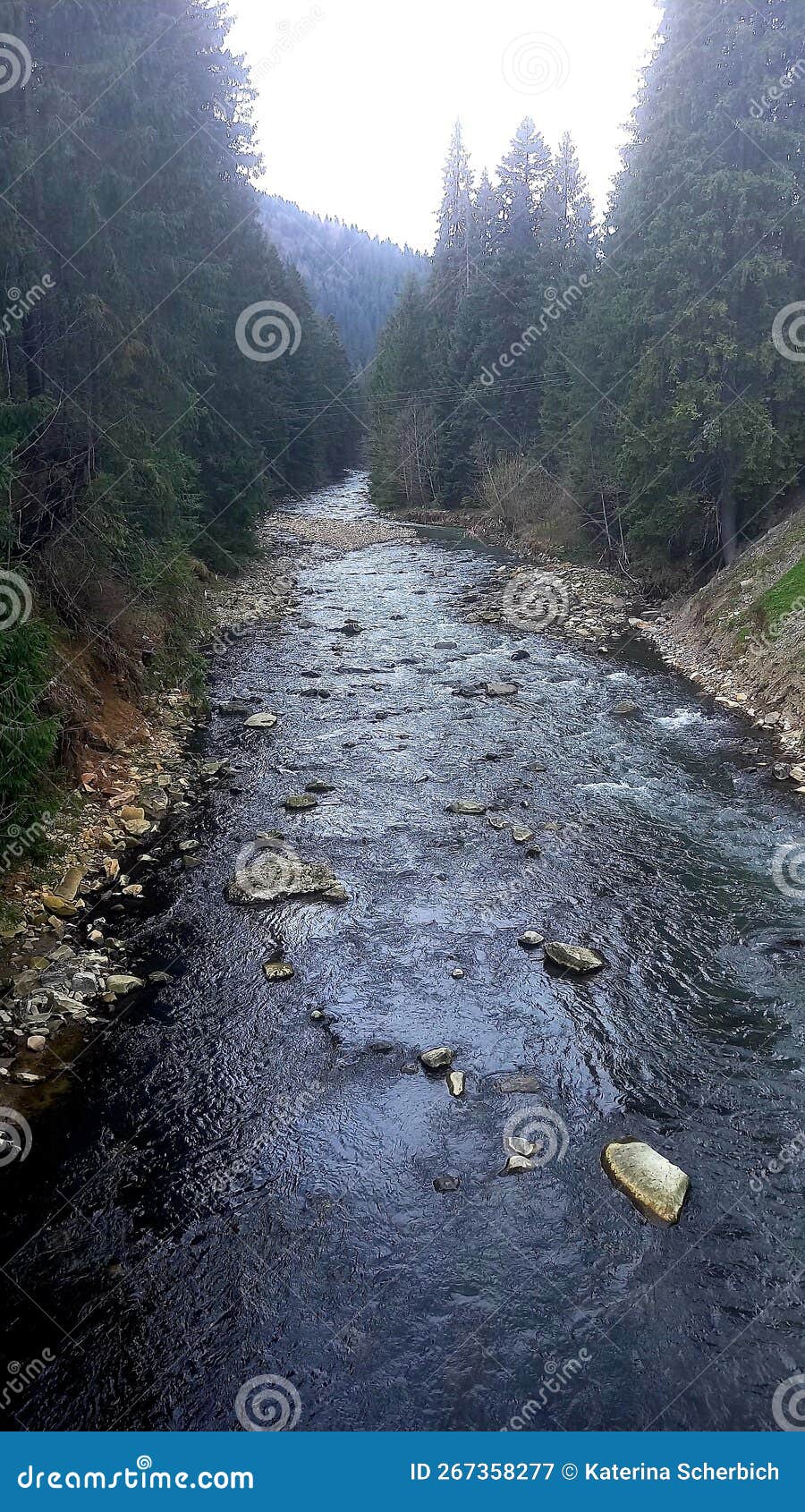 River Karpaty forest stock image. Image of nature, soil - 267358277