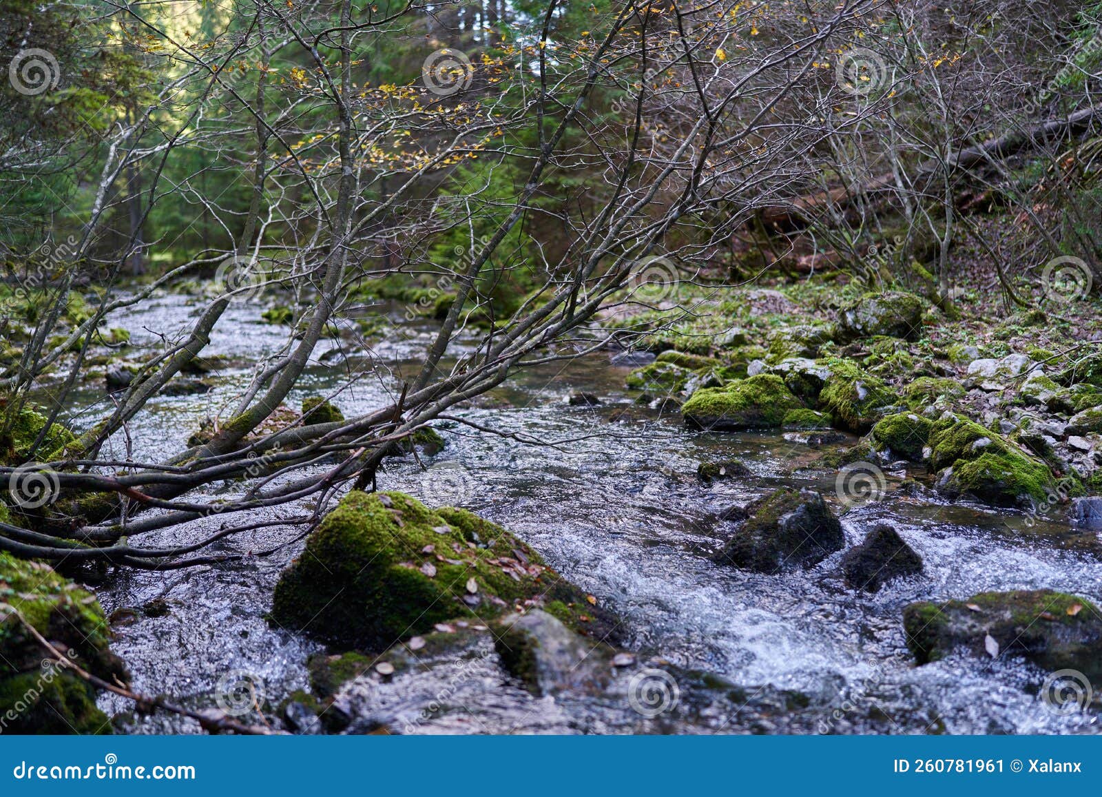 River from a Karst Spring in the Mountains Stock Image - Image of scene ...