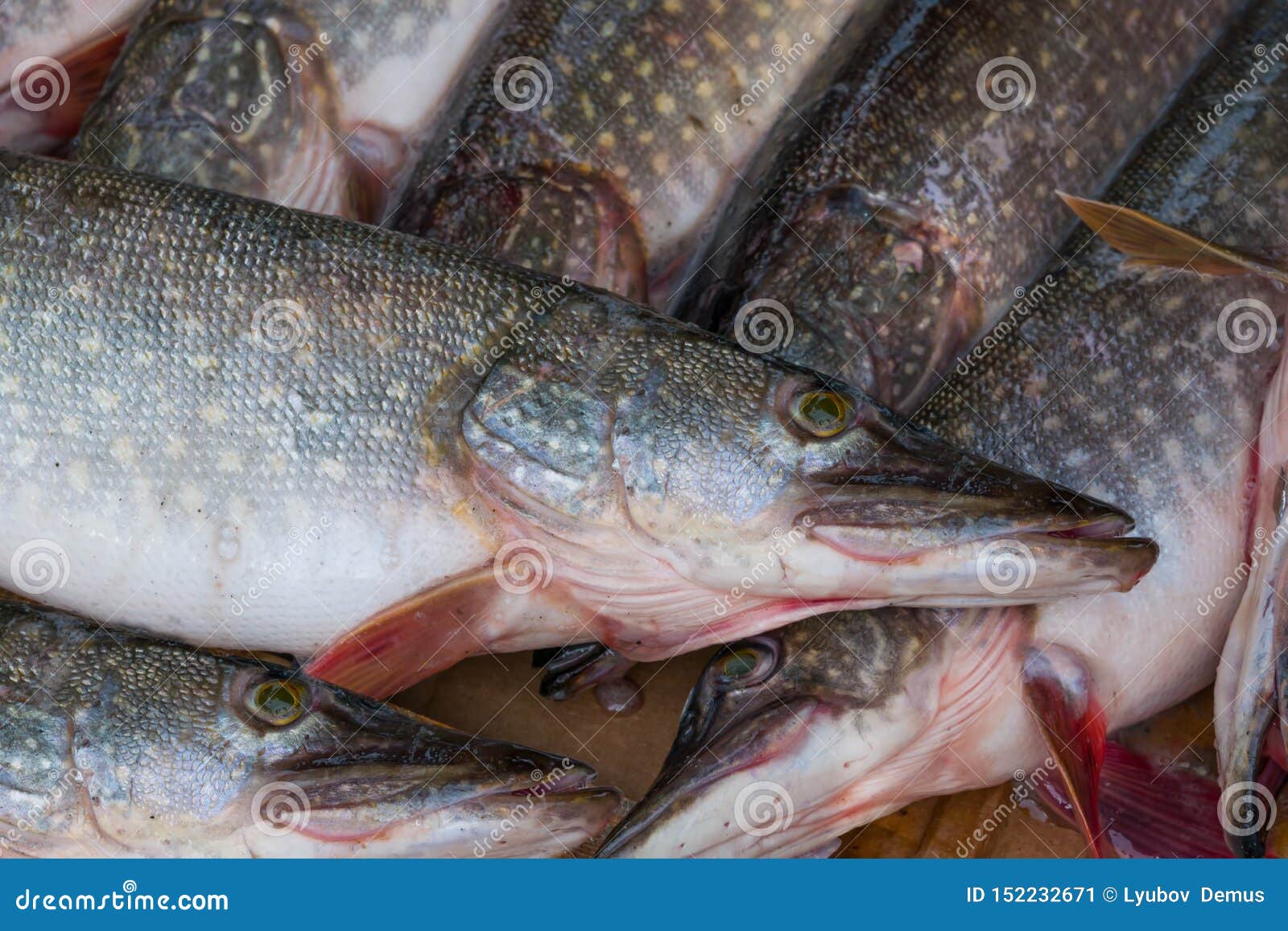 River, Lake Raw Predatory Fish Pike Stock Image - Image of freshness ...