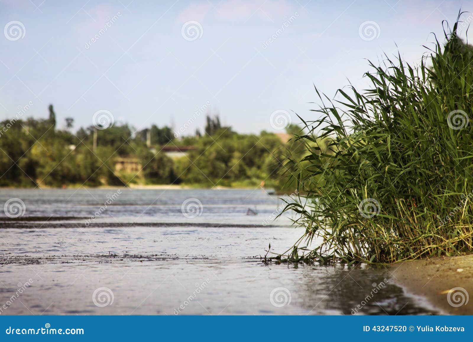 River lake swamp stock photo. Image of outdoors, foliage - 43247520