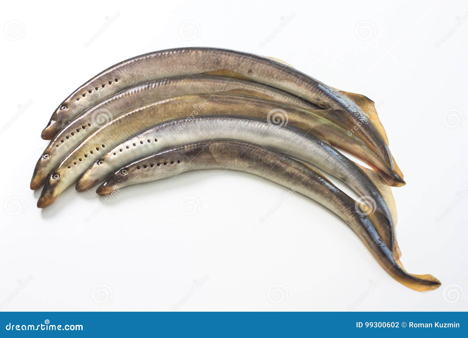 River Lamprey on a White Background Stock Photo - Image of exquisitely ...