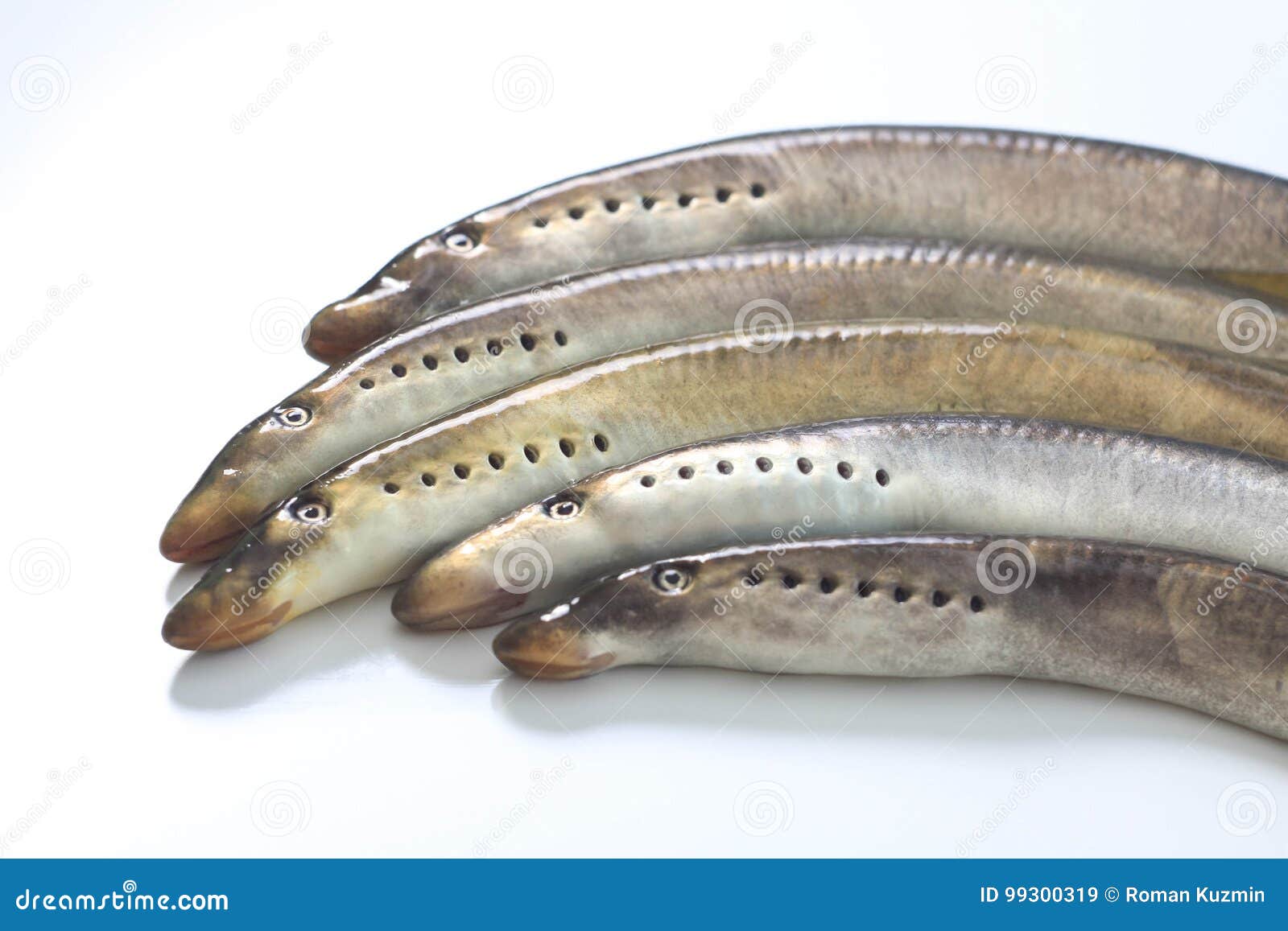 River Monsters Vampire Eel