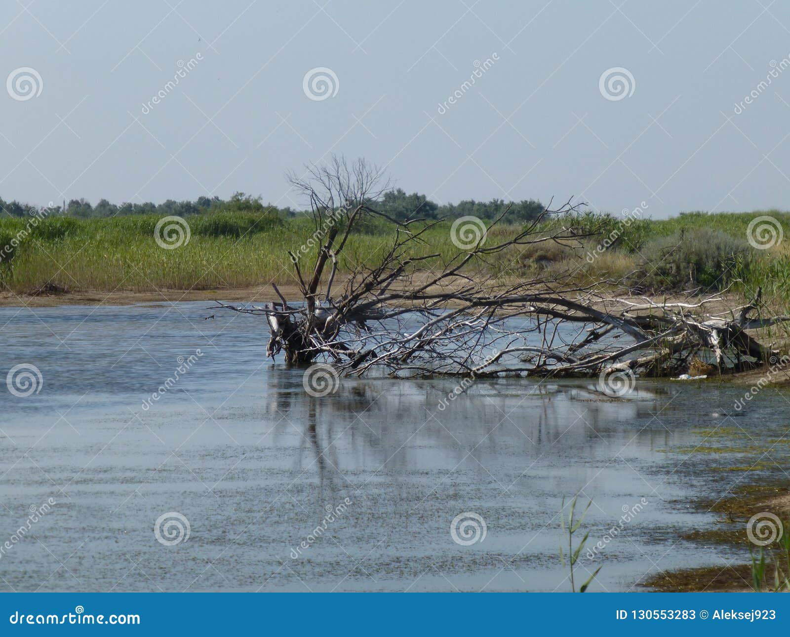 Dried tree in the river. stock image. Image of dried - 130553283