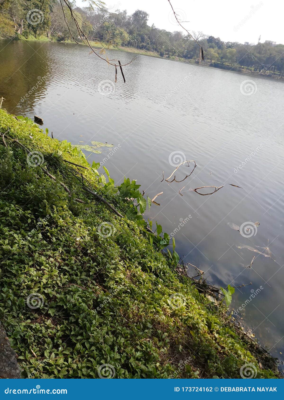 River landscape in india stock photo. Image of flora - 173724162